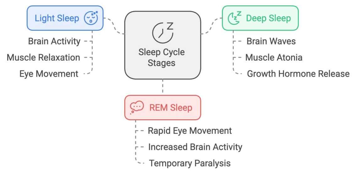 Sleep Smarter, Not Harder: Maximizing the 90 Minute Sleep Cycle ...