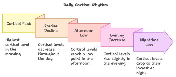 Breaking the Cycle: Managing Cortisol Stress Hormone Levels - Sleepy Hero